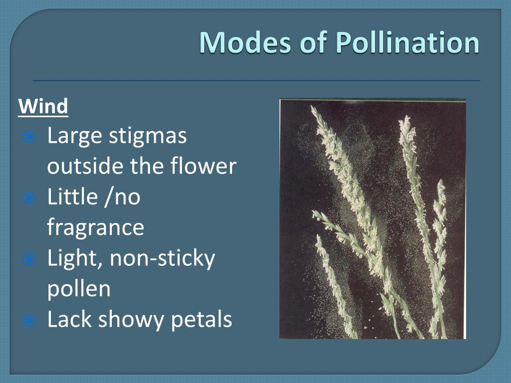 PPT - Sexual Reproduction in Flowering Plants PowerPoint Presentation ...