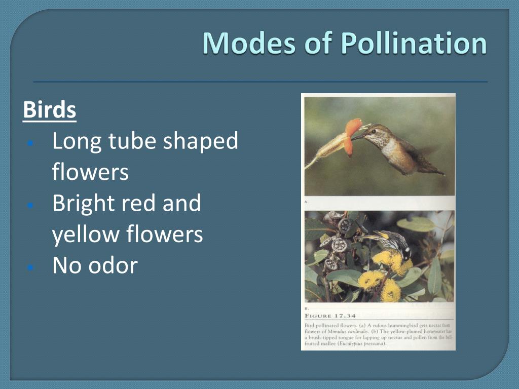 PPT - Sexual Reproduction in Flowering Plants PowerPoint Presentation ...