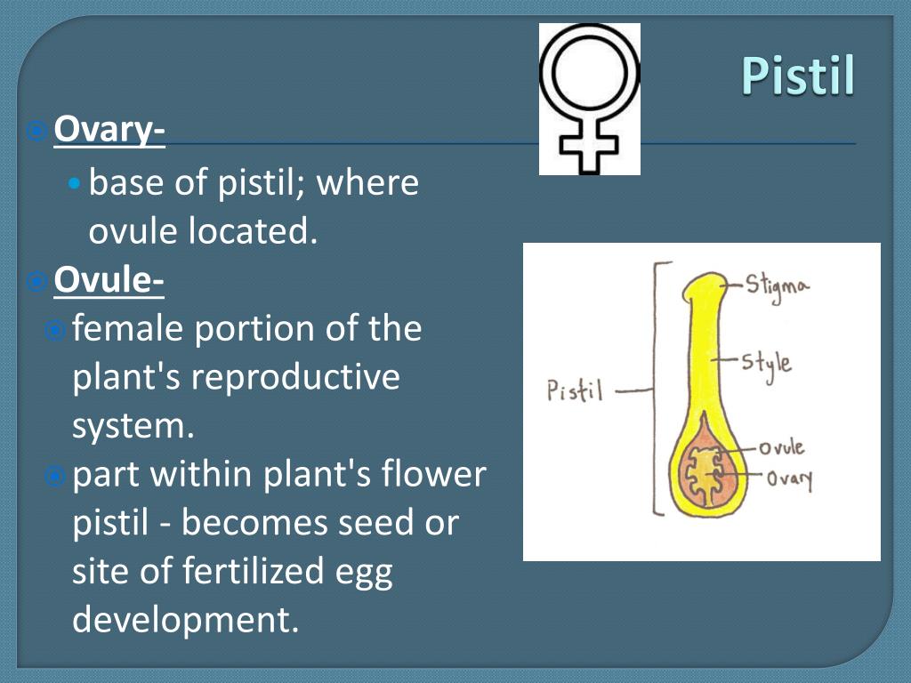 PPT - Sexual Reproduction in Flowering Plants PowerPoint Presentation ...