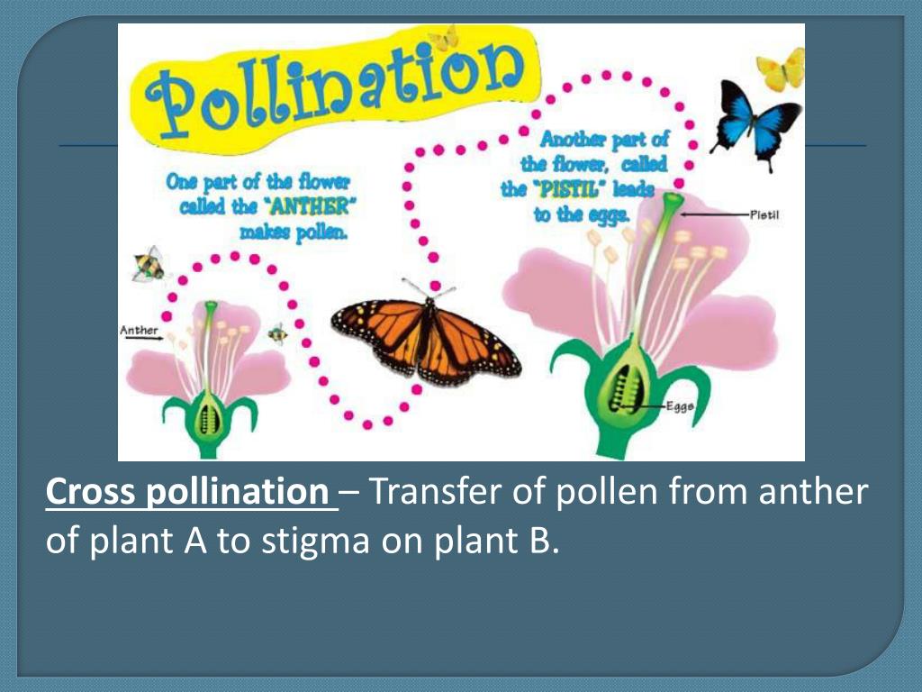 PPT - Sexual Reproduction in Flowering Plants PowerPoint Presentation ...