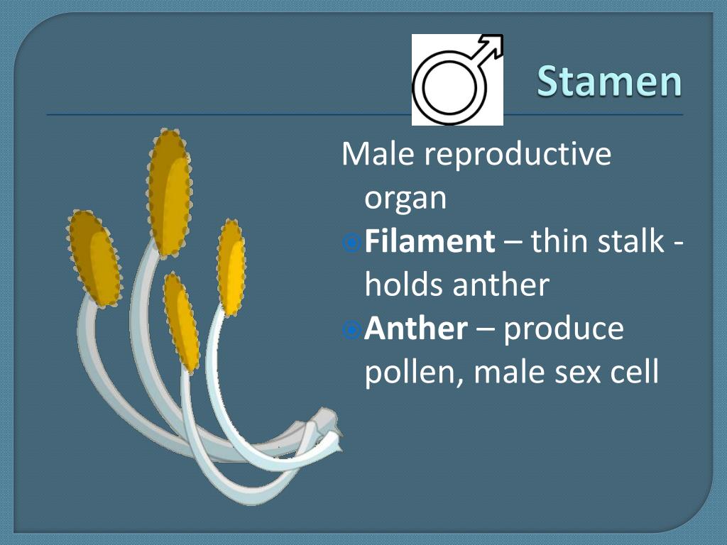 PPT - Sexual Reproduction in Flowering Plants PowerPoint Presentation ...