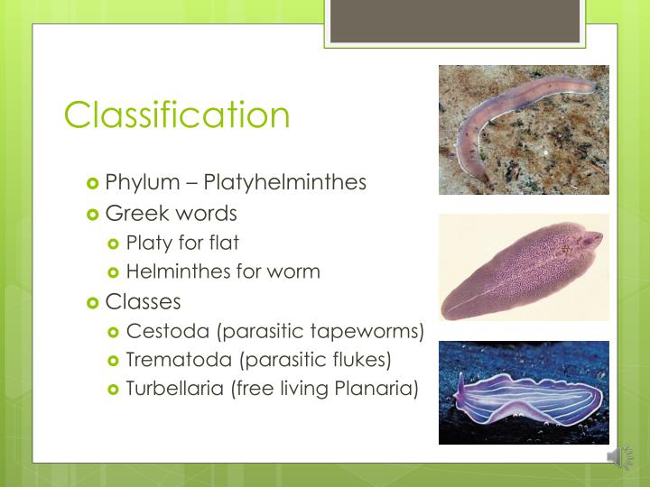 PPT - Platyhelminthes PowerPoint Presentation - ID:1925001