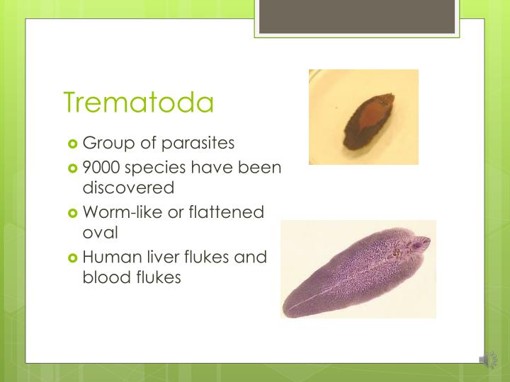 PPT - Platyhelminthes PowerPoint Presentation - ID:1925001
