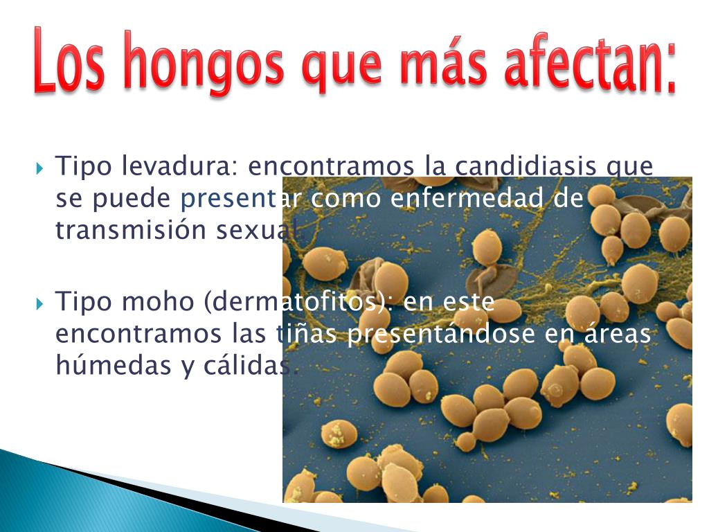 PPT - HONGOS en LA SALUD HUMANA PowerPoint Presentation, free download ...