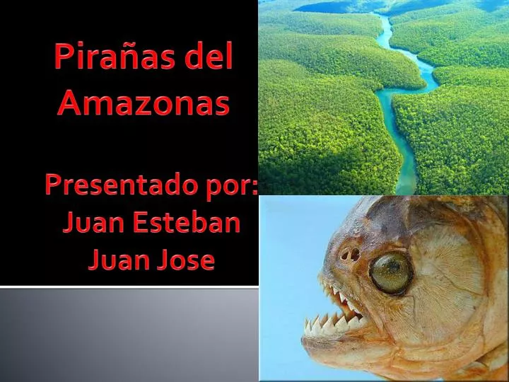 PPT - Pirañas del Amazonas PowerPoint Presentation, free download - ID ...