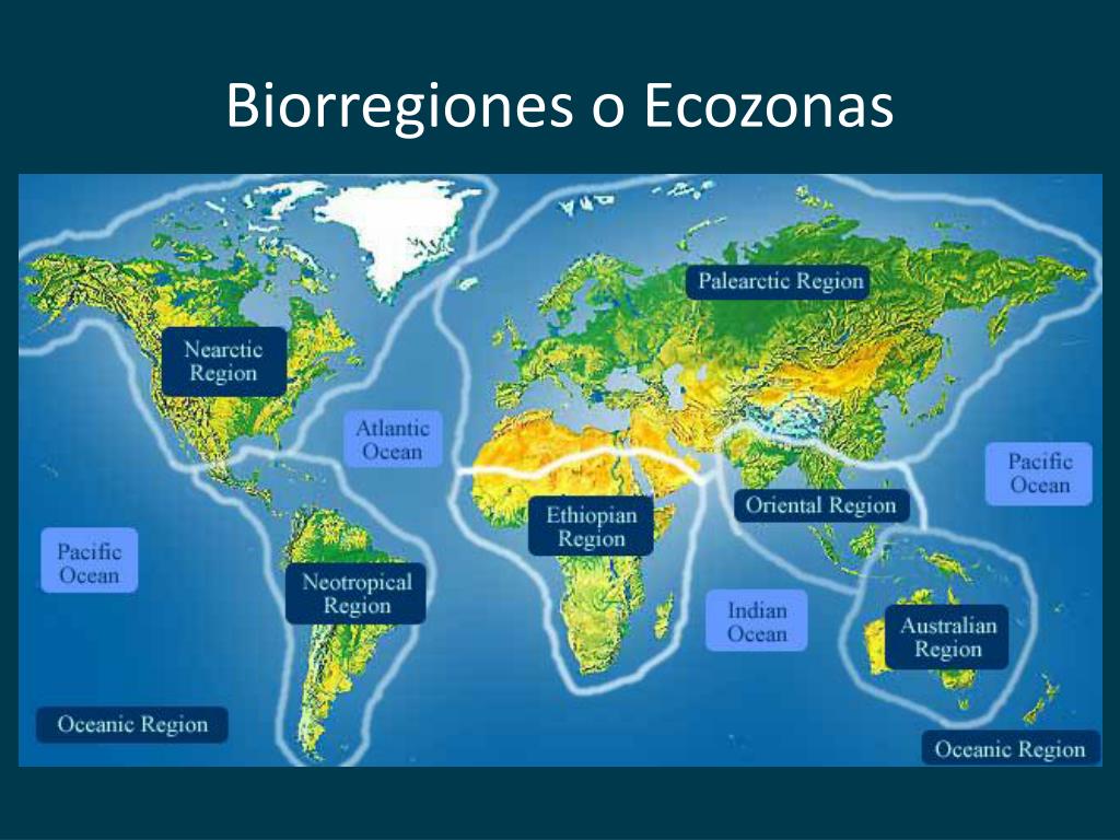 PPT - Biorregión Neotropical PowerPoint Presentation, free download ...