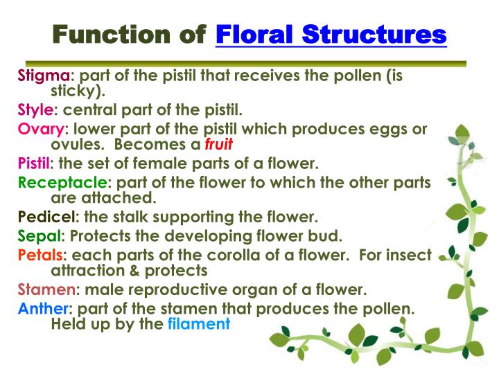 What Is The Function Of Ovule In Flower