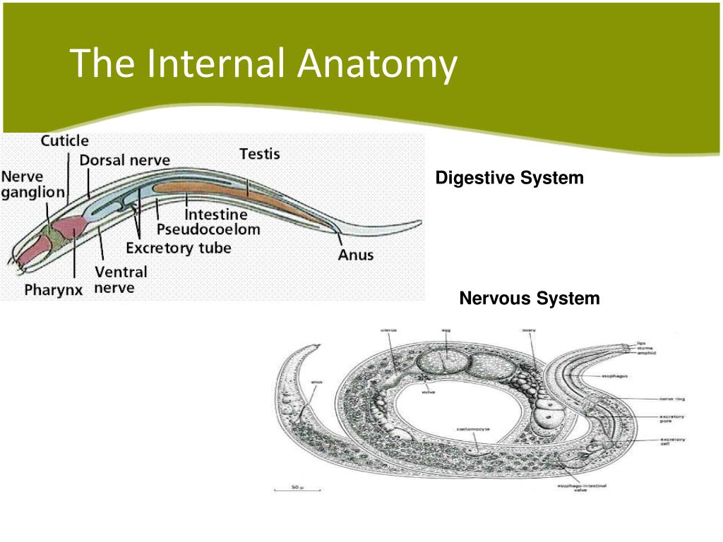 PPT - Animal Invertebrate Project Nematoda ( roundworms ) PowerPoint ...