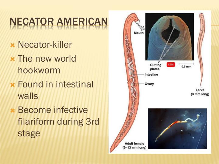 PPT - Phylum nematodes PowerPoint Presentation - ID:1925965
