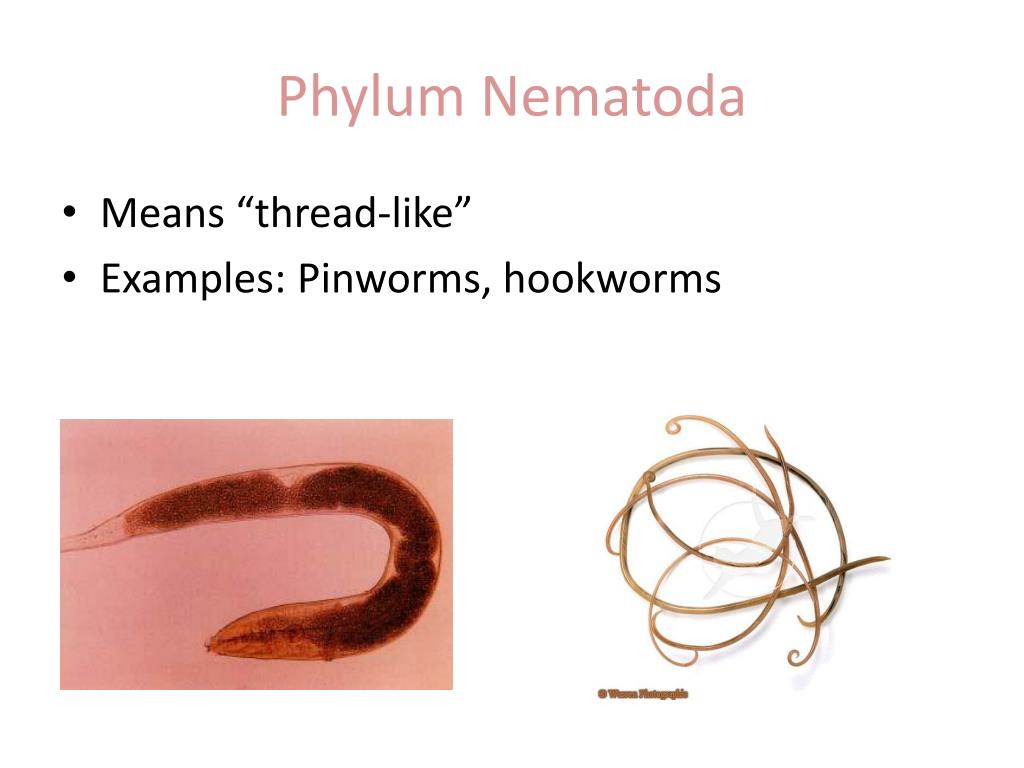 PPT - Section 6.3 : Kingdom Animalia pg. 182-197 PowerPoint ...