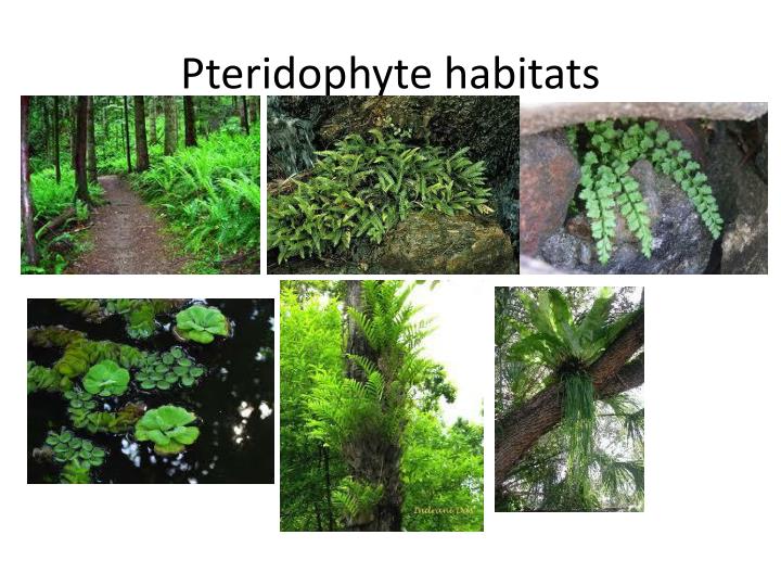 PPT - Pteridophytes PowerPoint Presentation - ID:1926445