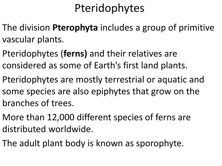 PPT - Pteridophytes PowerPoint Presentation, free download - ID:1926445