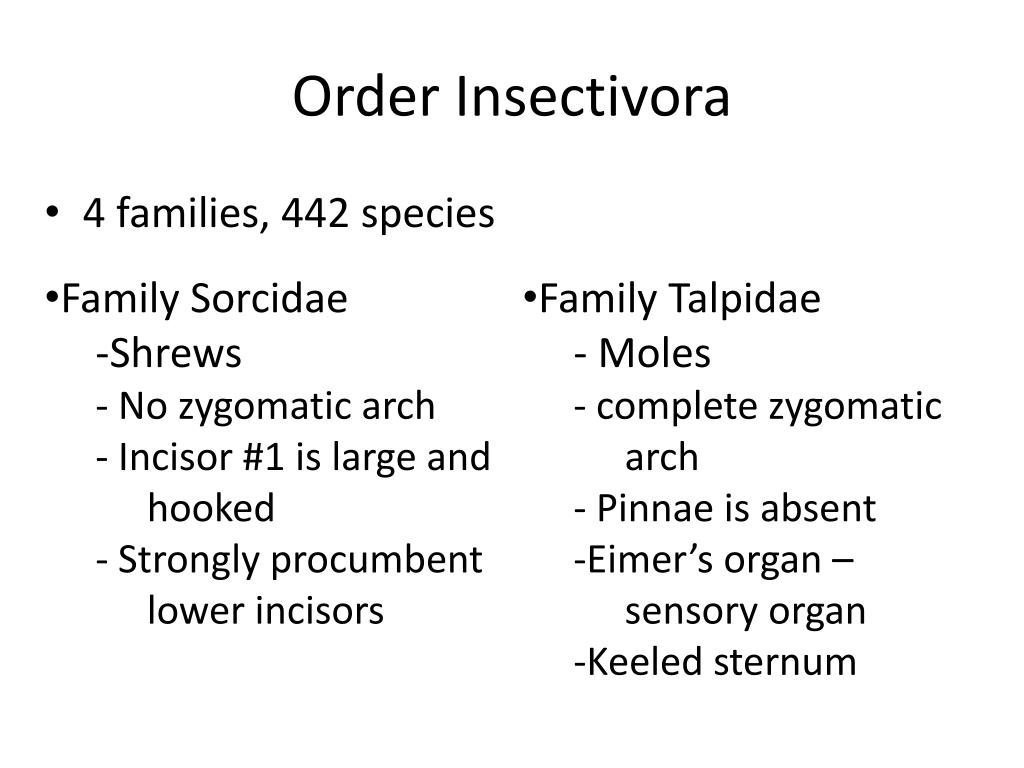 PPT - Insectivora and Marsupialia of Millennium Park PowerPoint ...