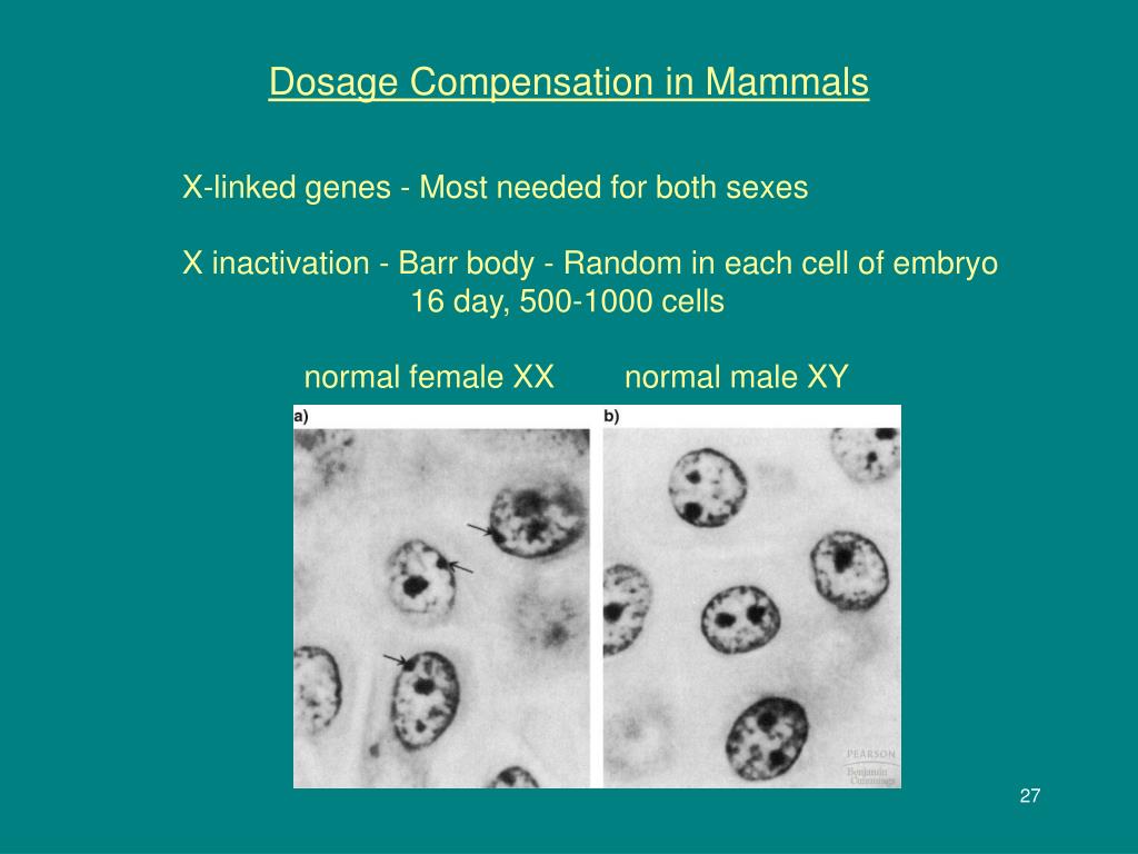 PPT - Sex Determination and Sex-linked Genes PowerPoint Presentation ...