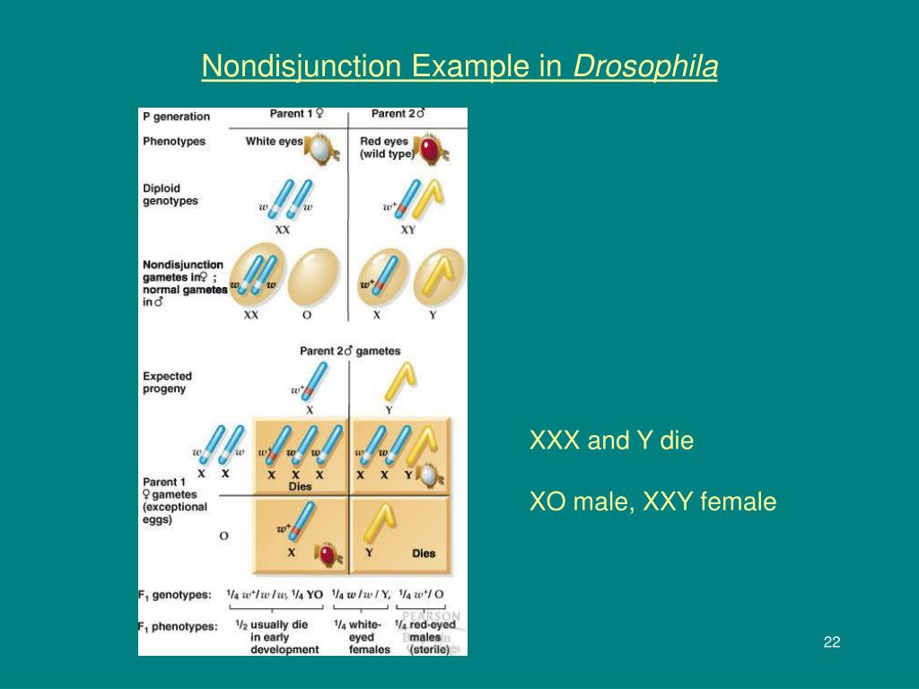 PPT - Sex Determination and Sex-linked Genes PowerPoint Presentation ...