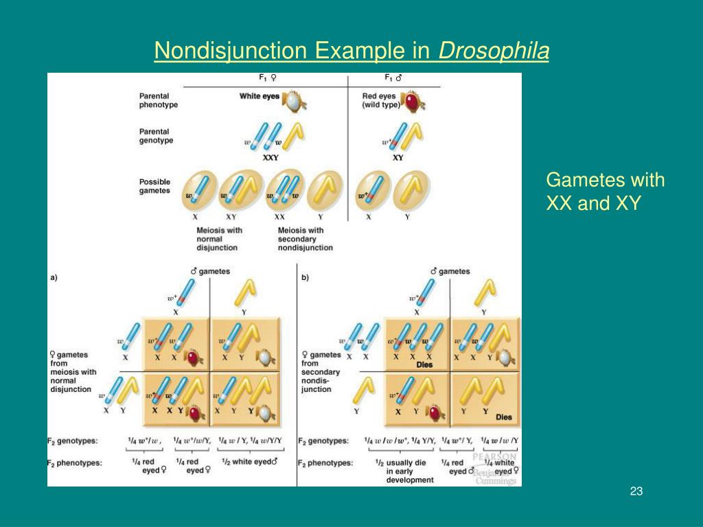 PPT - Sex Determination and Sex-linked Genes PowerPoint Presentation ...