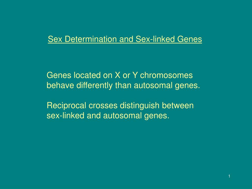 Ppt Sex Determination And Sex Linked Genes Powerpoint Presentation