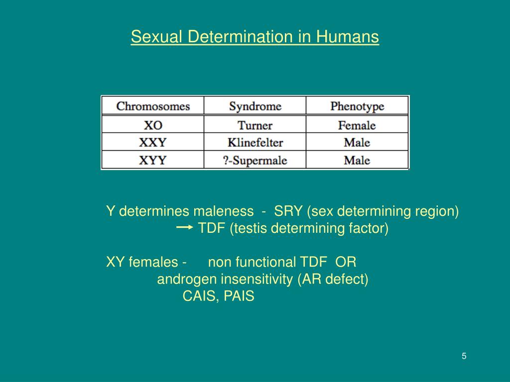 PPT - Sex Determination and Sex-linked Genes PowerPoint Presentation ...
