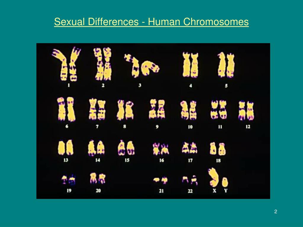PPT - Sex Determination and Sex-linked Genes PowerPoint Presentation ...