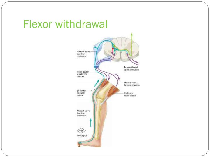 Flexor Withdrawal Reflex