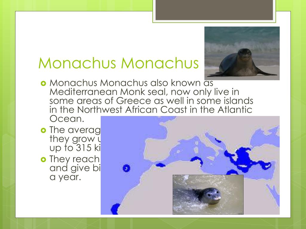 PPT - Caretta Caretta and Monachus Monachus PowerPoint Presentation ...
