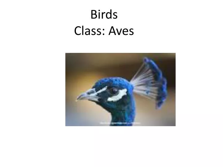 PPT - Birds Class: Aves PowerPoint Presentation, free download - ID:1926814