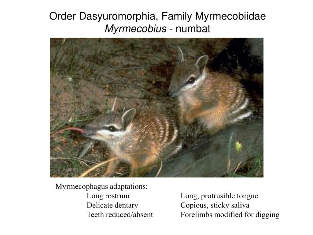 PPT - First evolved in Asia or North America ( ‘ Lauraisa ’ , ~ 125 MYA ...