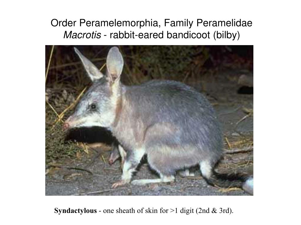 PPT - First evolved in Asia or North America ( ‘ Lauraisa ’ , ~ 125 MYA ...