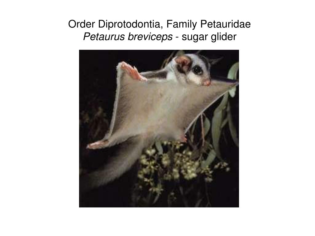 PPT - First evolved in Asia or North America ( ‘ Lauraisa ’ , ~ 125 MYA ...