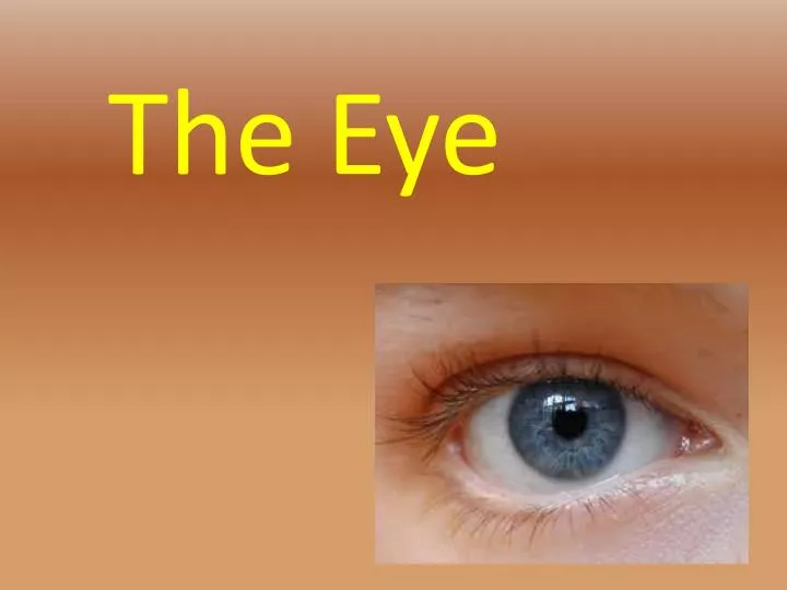 PPT - The Eye PowerPoint Presentation, free download - ID:1927049