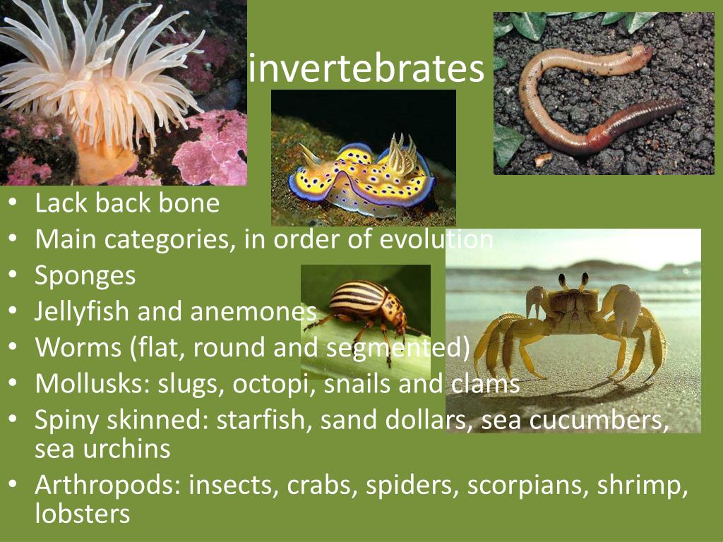 PPT - Diversity of Living Things PowerPoint Presentation, free download ...