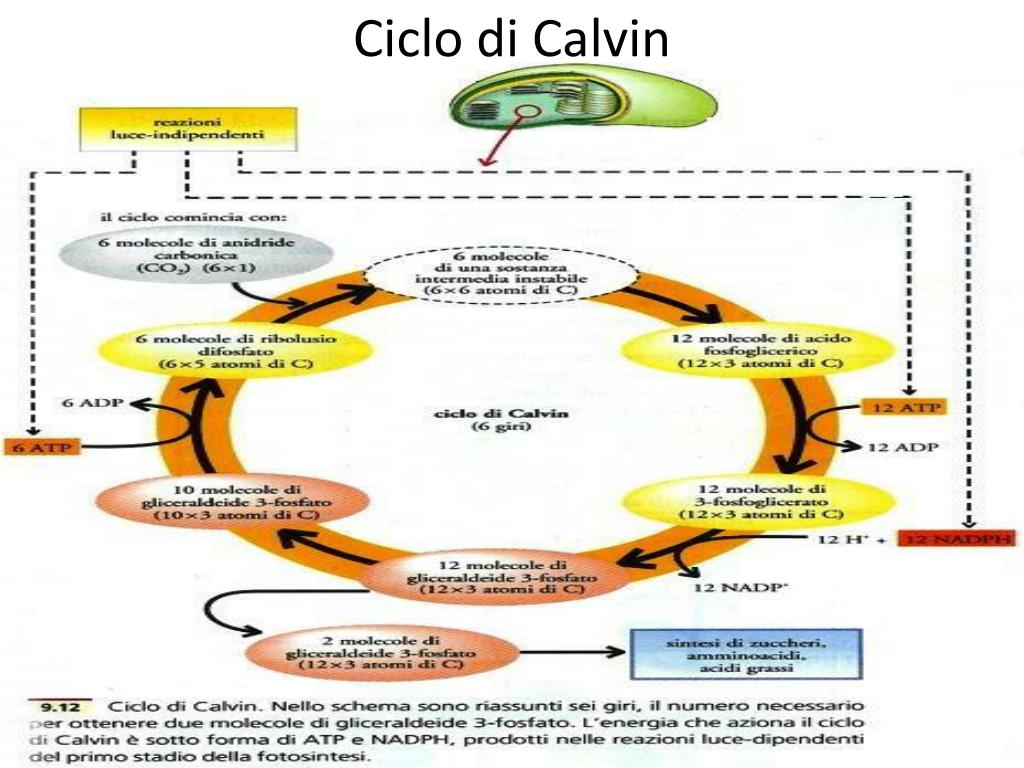 PPT - I principi attivi delle piante Bruno Casula – socio ASCUNAS ...