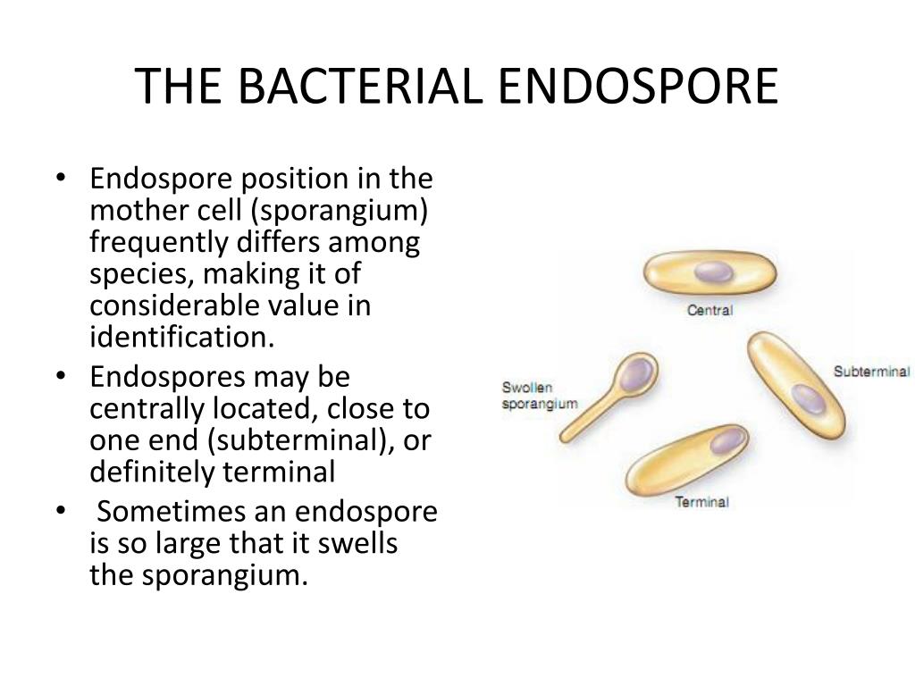 prokaryotic cell structure and function ppt prokaryotic cell structure and function ppt