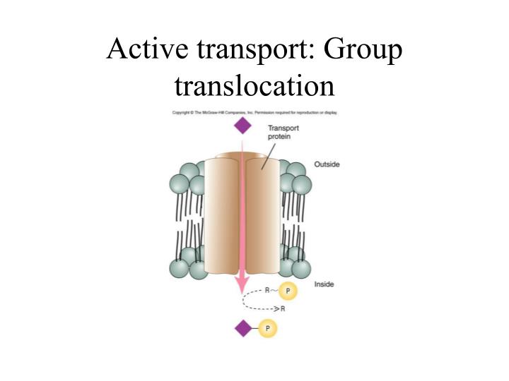 PPT - Morphology of Prokaryotic Cells: Cell Shapes PowerPoint ...