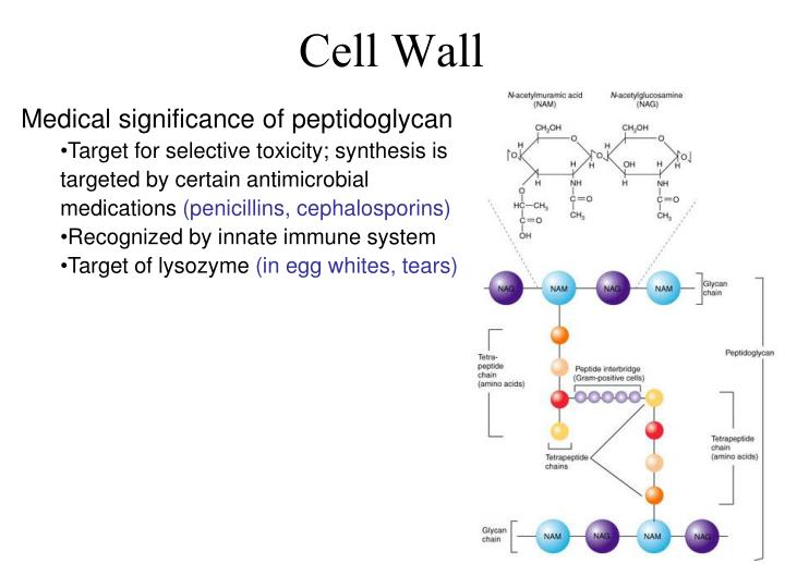 PPT - Morphology of Prokaryotic Cells: Cell Shapes PowerPoint ...