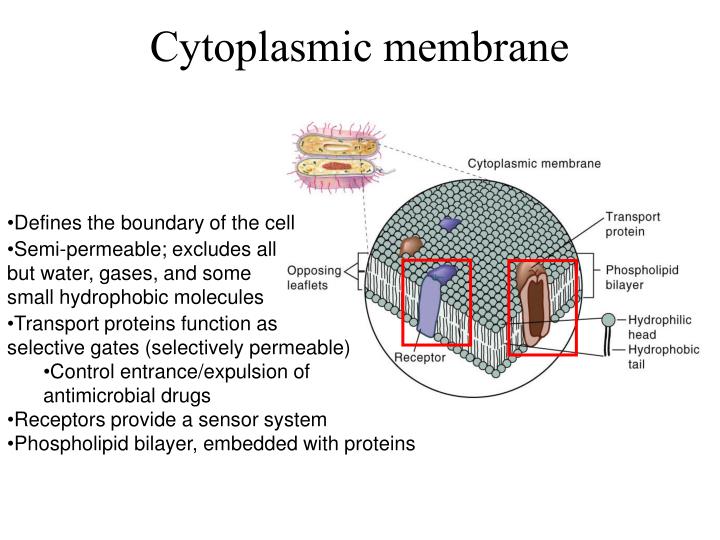 PPT - Morphology of Prokaryotic Cells: Cell Shapes PowerPoint ...