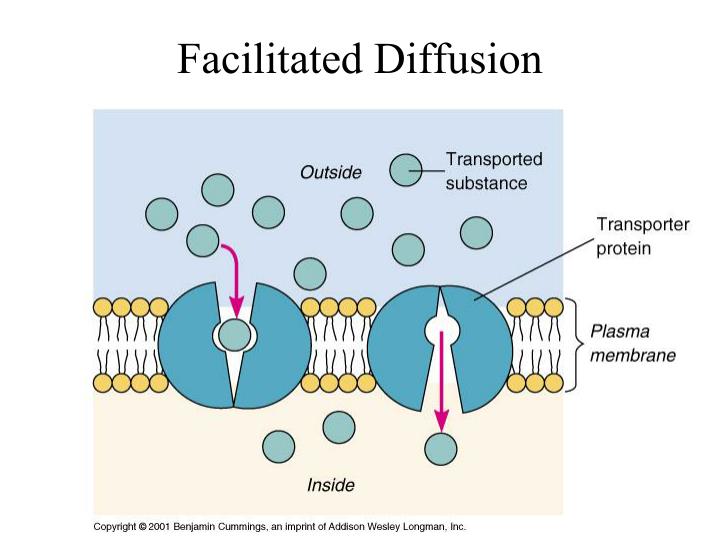 PPT - Morphology of Prokaryotic Cells: Cell Shapes PowerPoint ...