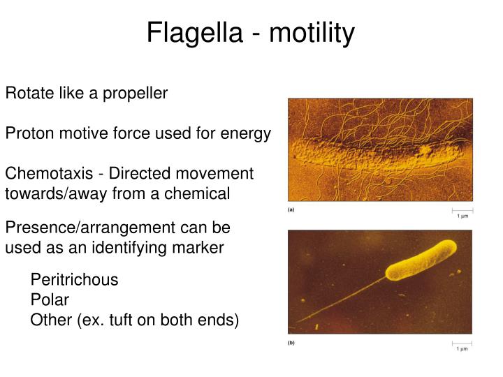 PPT - Morphology of Prokaryotic Cells: Cell Shapes PowerPoint ...