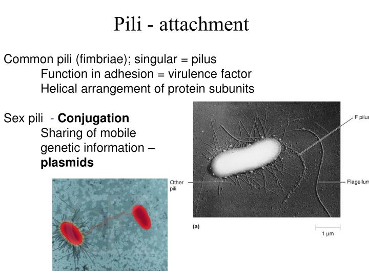 PPT - Morphology of Prokaryotic Cells: Cell Shapes PowerPoint ...