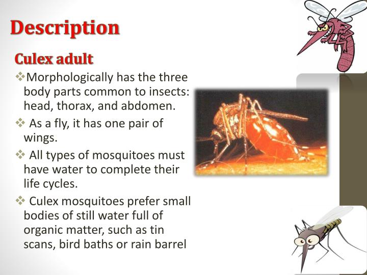 PPT - Mosquitoes PowerPoint Presentation - ID:1927963