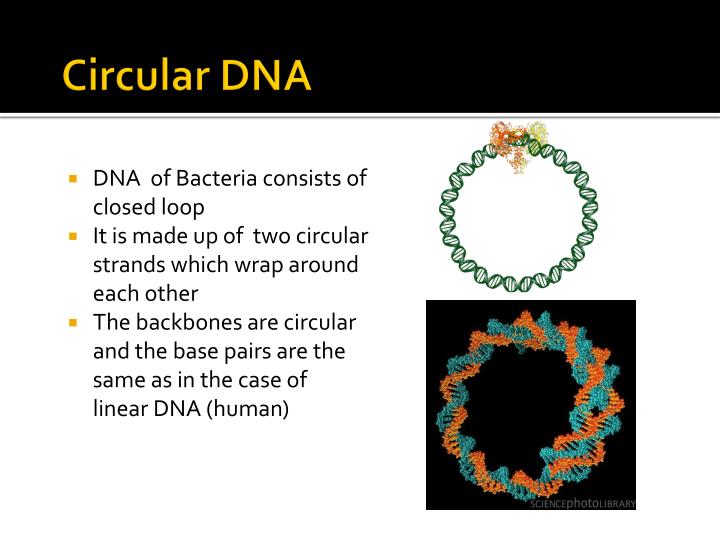 PPT - DNA Structure and basic properties PowerPoint Presentation - ID ...
