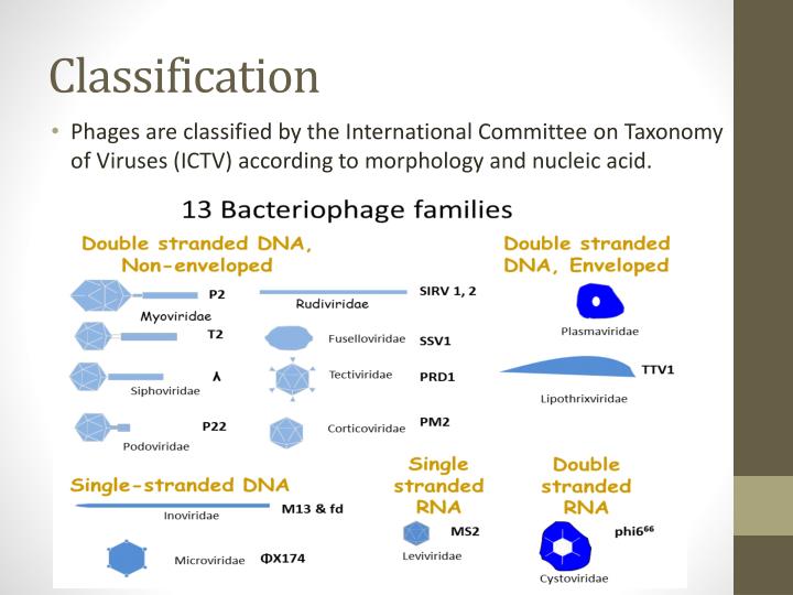 PPT - Bacteriophage PowerPoint Presentation - ID:1928139