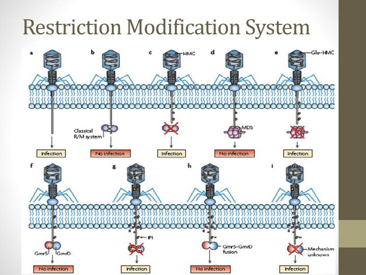 PPT - Bacteriophage PowerPoint Presentation - ID:1928139