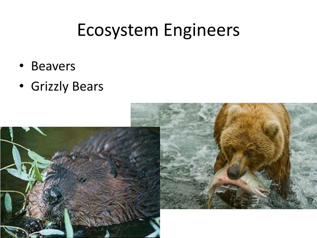 PPT - Lecture 5.4 ( ch 6) Competition, Symbiosis, Keystone Species ...