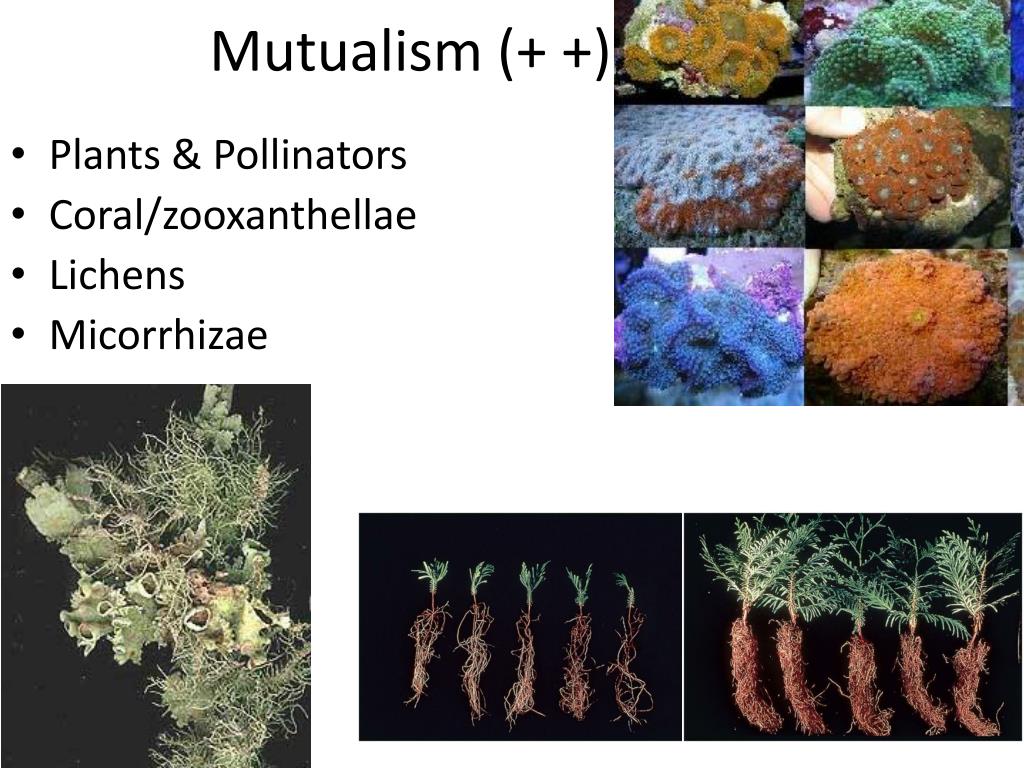 PPT - Lecture 5.4 ( ch 6) Competition, Symbiosis, Keystone Species ...