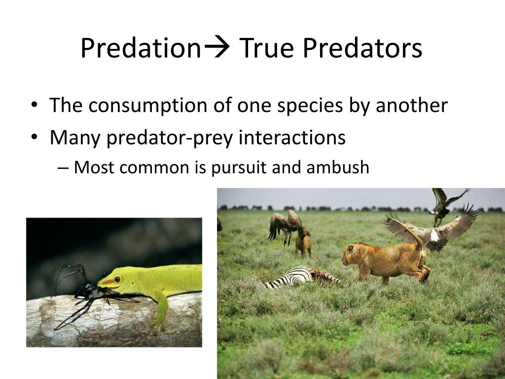 PPT - Lecture 5.4 ( ch 6) Competition, Symbiosis, Keystone Species ...