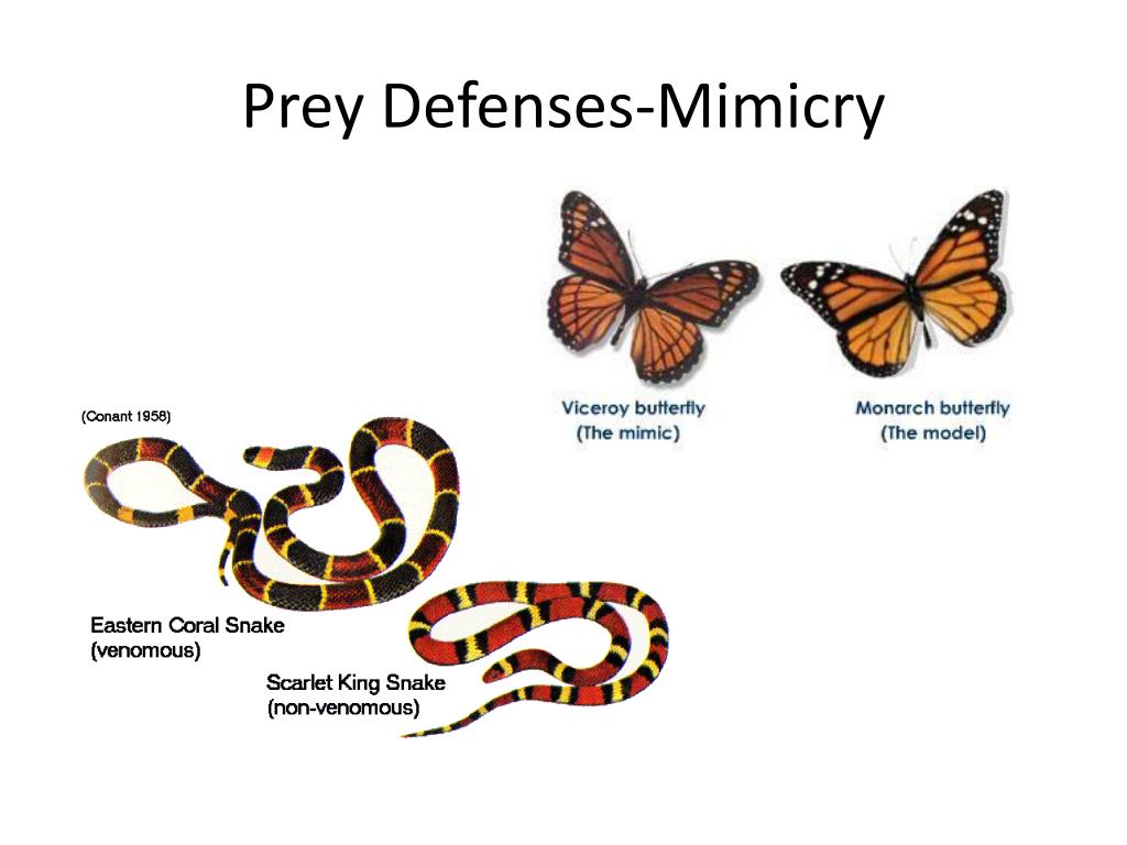 PPT - Lecture 5.4 ( ch 6) Competition, Symbiosis, Keystone Species ...