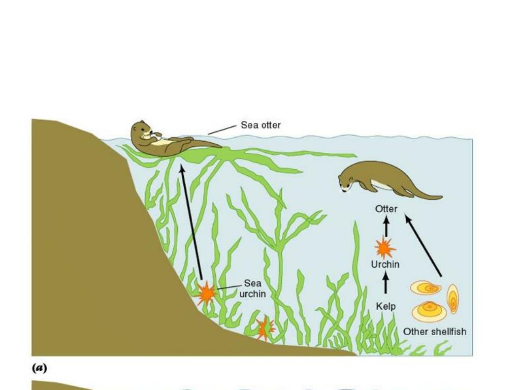 PPT - Lecture 5.4 ( ch 6) Competition, Symbiosis, Keystone Species ...