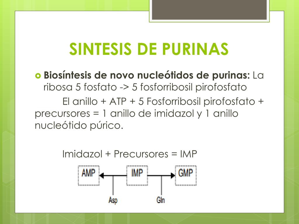 PPT - Proteína, bases púricas, fosforo y nitrógeno en la dieta ...