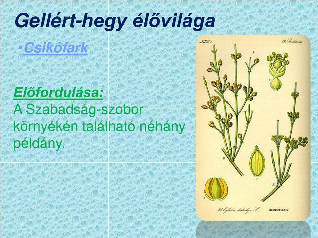 PPT - Készítette: Nagy Zsanett PowerPoint Presentation, free download ...